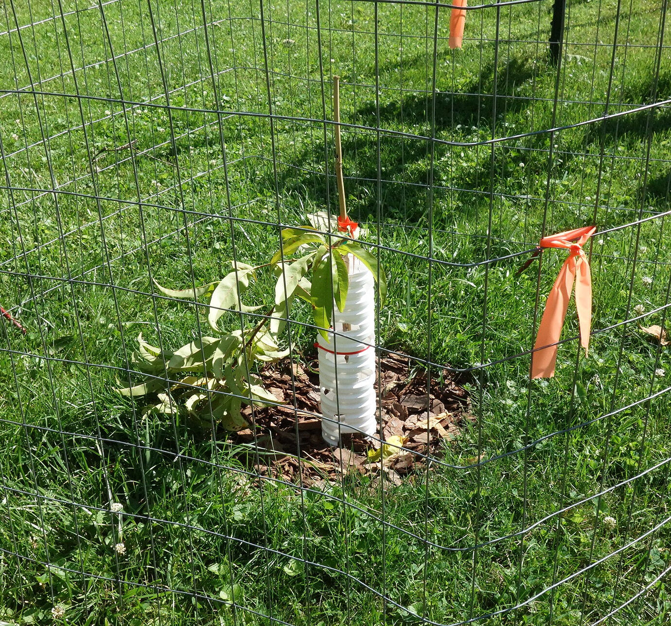 Begin in haste, repent at leisure...wasted $70 - General Fruit Growing ...