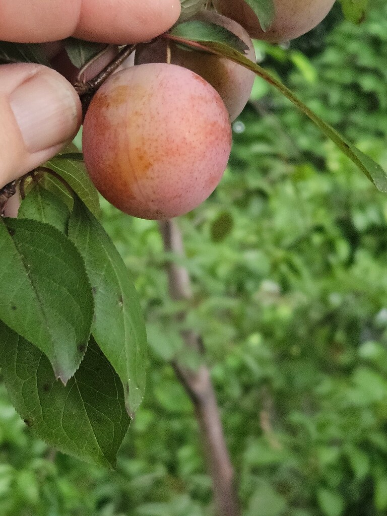 Please identity this rootstock - General Fruit Growing - Growing Fruit