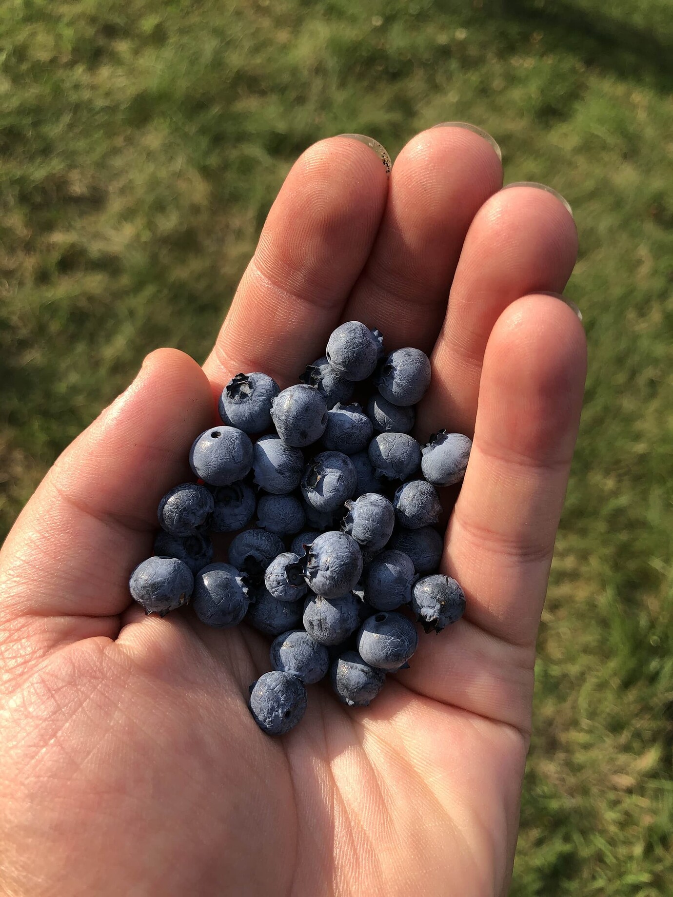 Hawk's blueberry update! Good and bad - General Fruit Growing - Growing ...