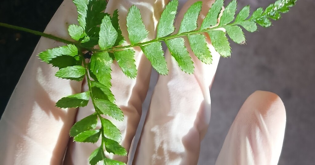 A new suspected intergeneric fern hybrid! - General Gardening - Growing ...