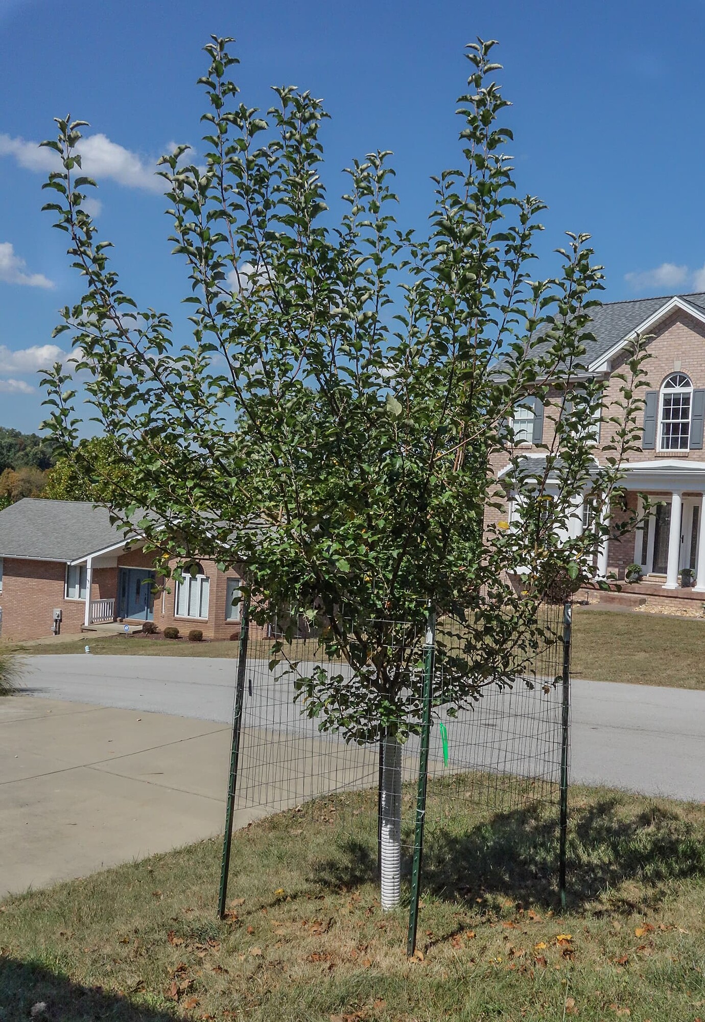 Wolf River Apple seems like a winner! - General Fruit Growing - Growing ...