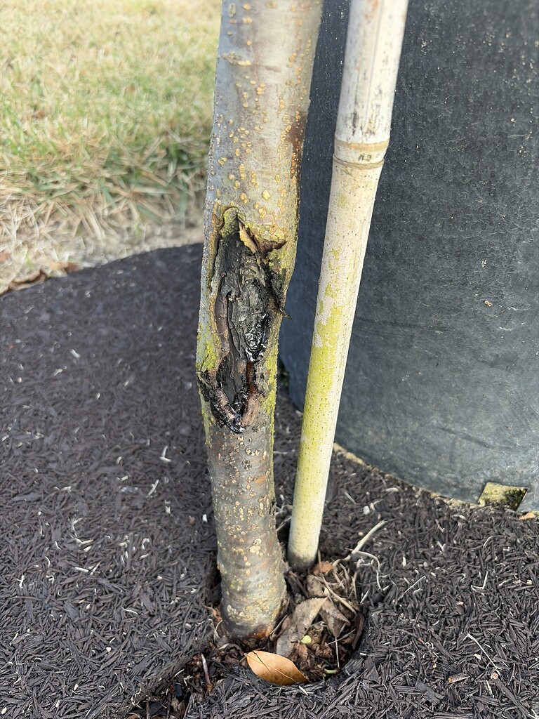 Apple tree disease ID - General Fruit Growing - Growing Fruit