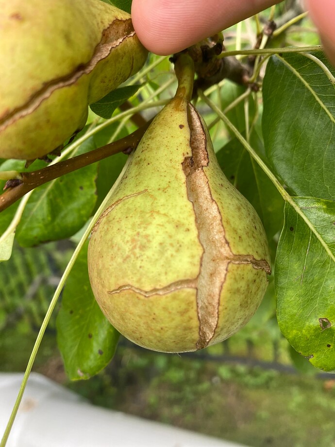 'Ambrosia' - Best Pear EVER! - Page 3 - General Fruit Growing - Growing ...