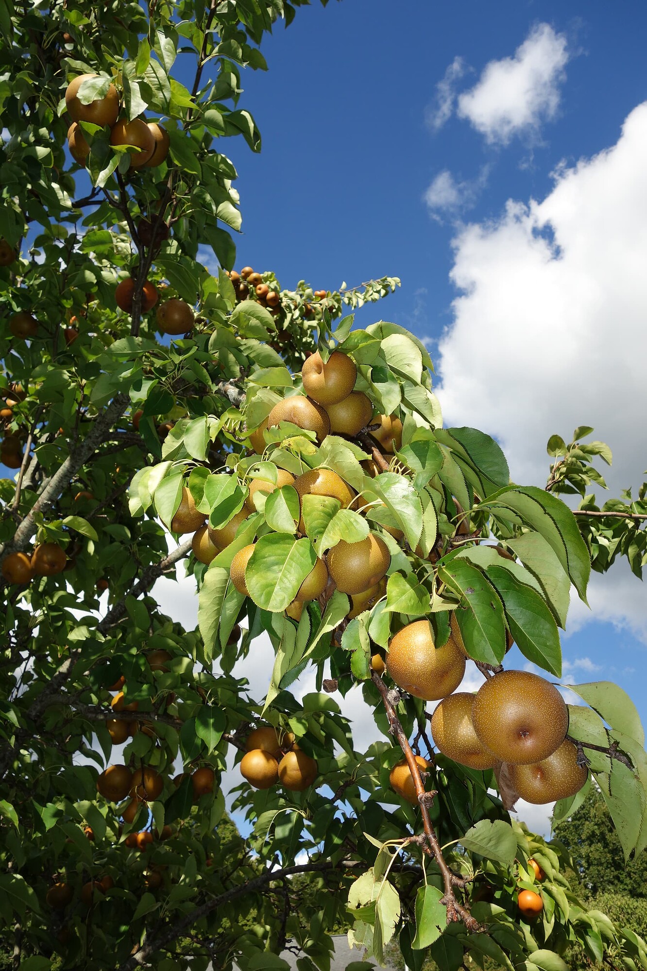 Asian pear prices near L.A - General Fruit Growing - Growing Fruit