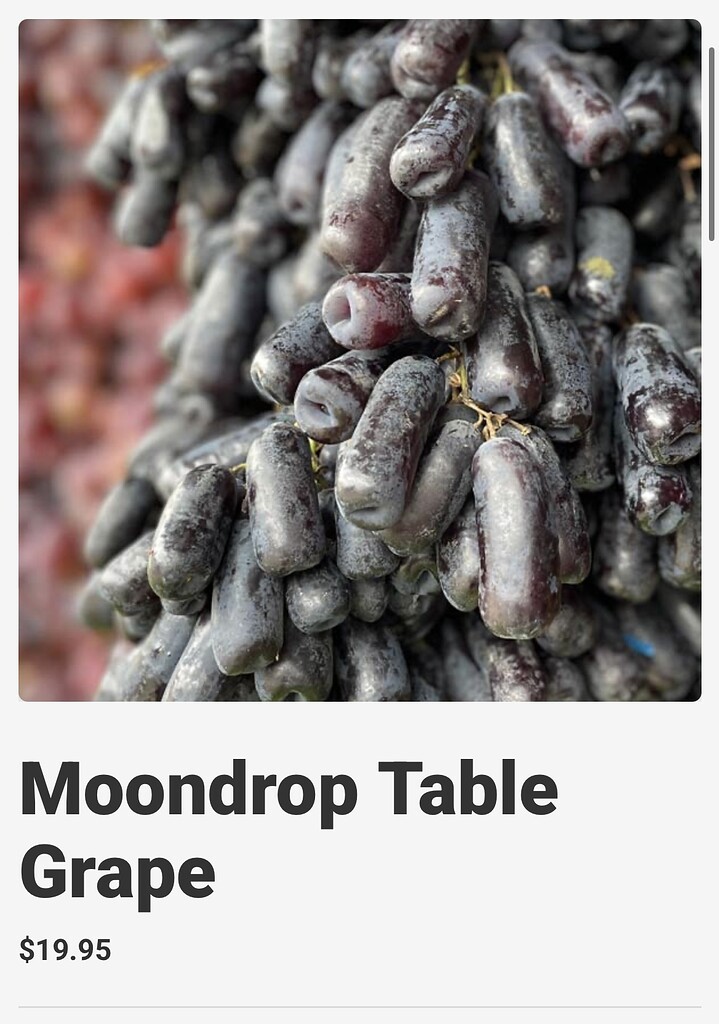 Moon Drop grapes at One Green World - General Fruit Growing - Growing Fruit