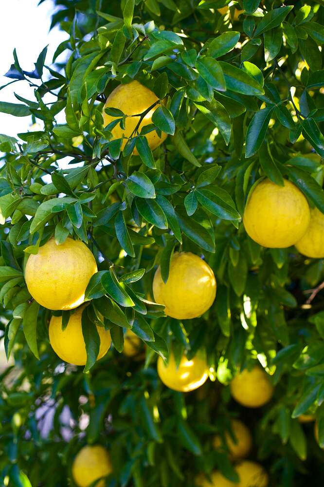 Anyone Grows Chinese Bayberry? - Page 3 - General Fruit Growing ...