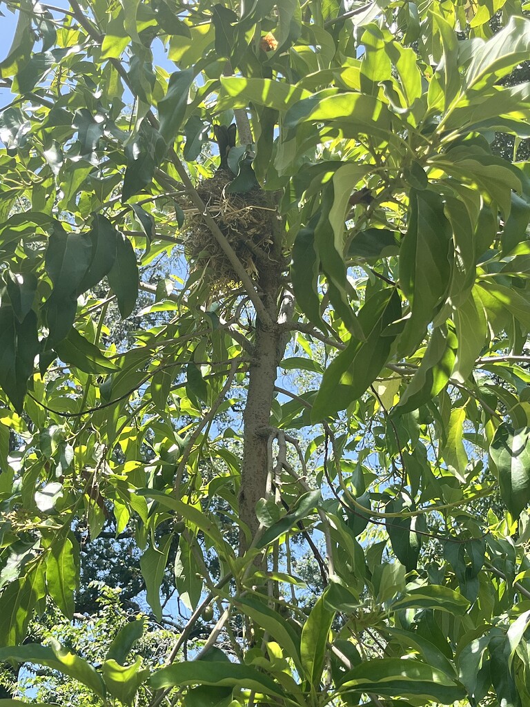 Bird nest in avocado tree - General Fruit Growing - Growing Fruit