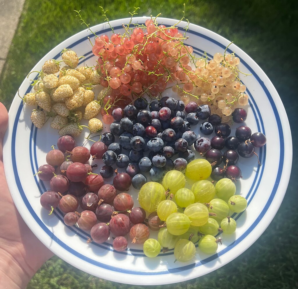 You should grow gooseberry, here are my notes while growing in the ...
