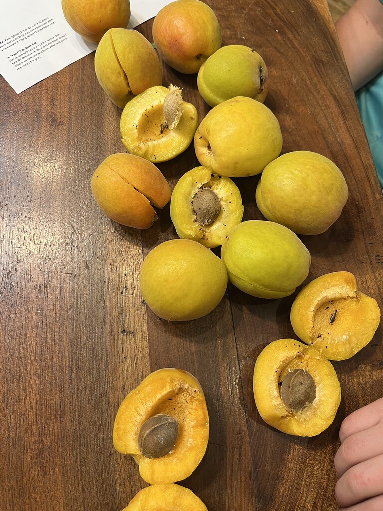 Harcot apricot fruits splitting - General Fruit Growing - Growing Fruit