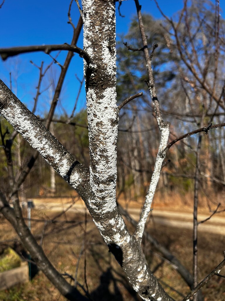 White Fungus/Powdery Mildew on Peach Trees - General Fruit Growing ...