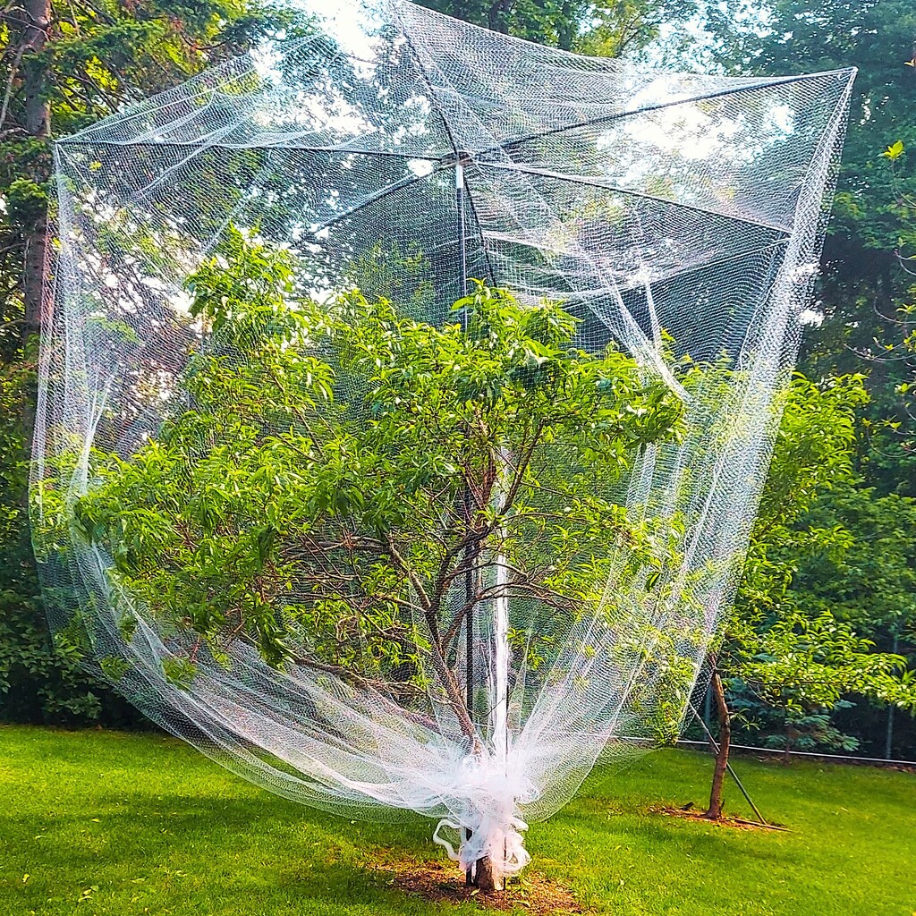 Big Tree Umbrella Bird Netting Frame - General Fruit Growing - Growing ...