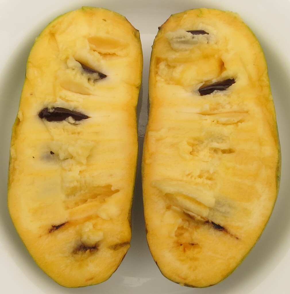Pawpaws in 2026! - Page 9 - General Fruit Growing - Growing Fruit