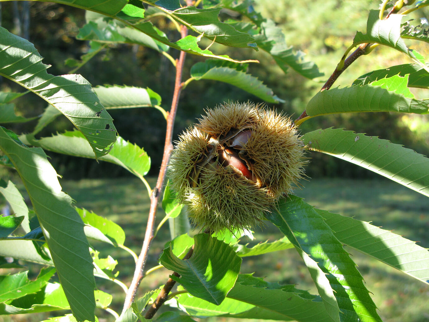 Bouche de Betizac x American Chestnut cross - General Fruit Growing ...