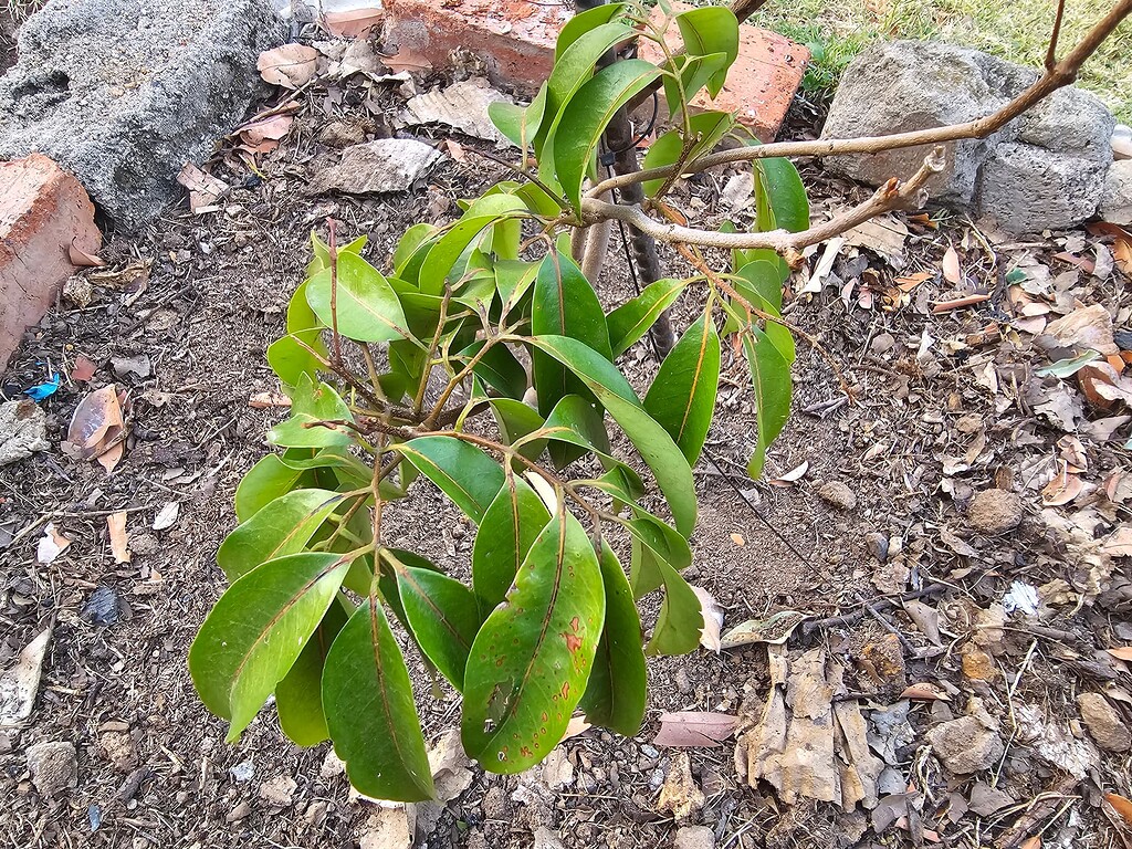Litchi tree struggling - General Fruit Growing - Growing Fruit