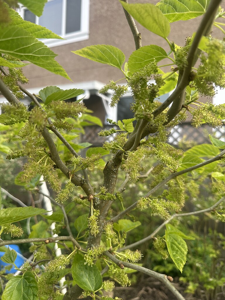 What’s happening with my mulberry tree? - General Fruit Growing ...