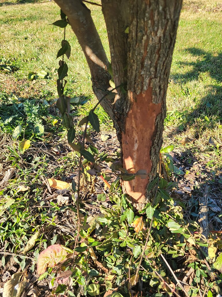 Persimmon Bark Peeling on Smithe Best - General Fruit Growing - Growing ...