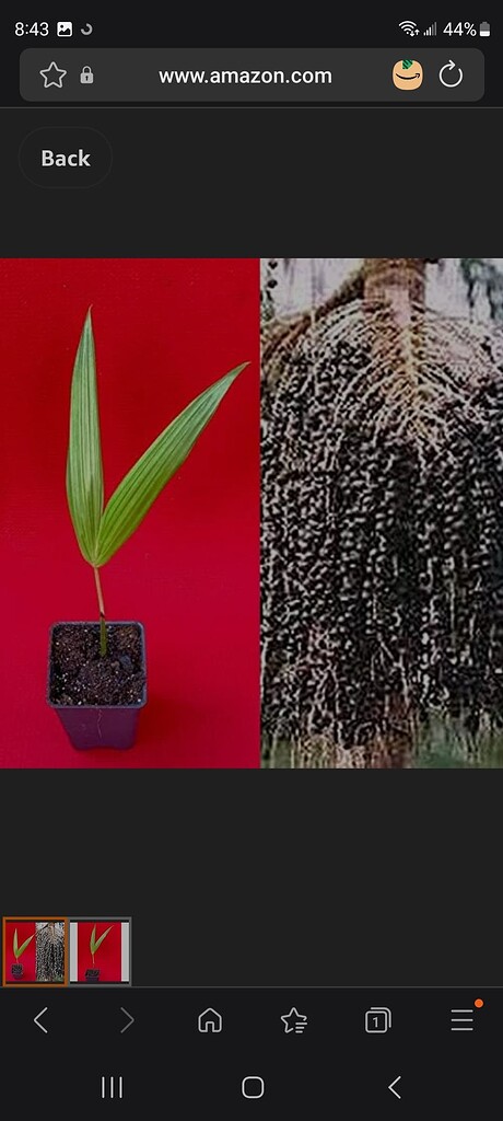 Dwarf acai plants - General Fruit Growing - Growing Fruit