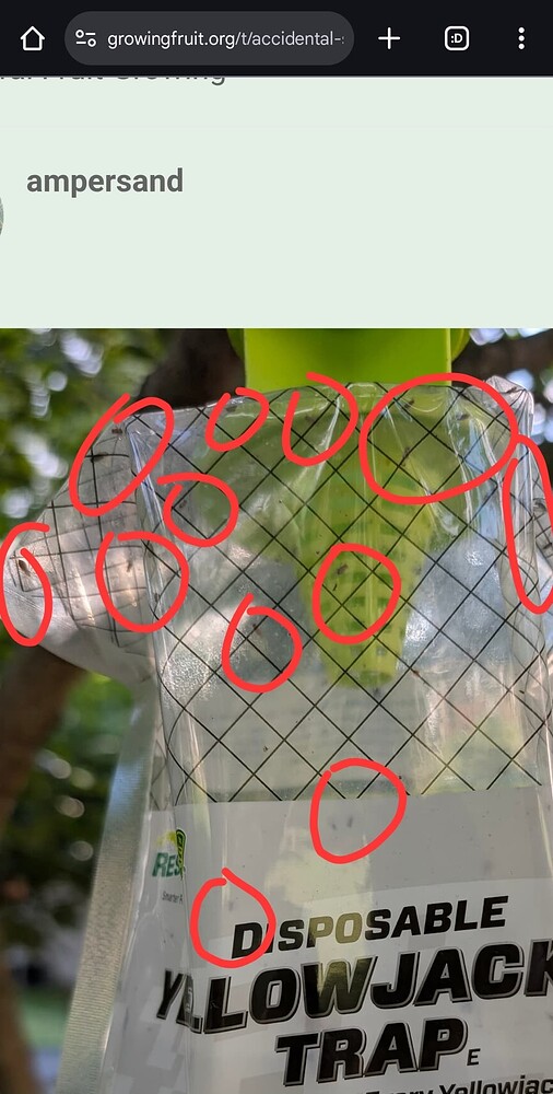 Accidental SWD trap - General Fruit Growing - Growing Fruit