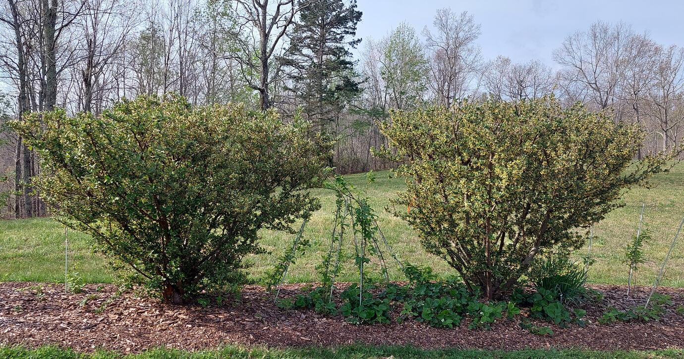 Ideas for an edible privacy hedge - General Fruit Growing - Growing Fruit
