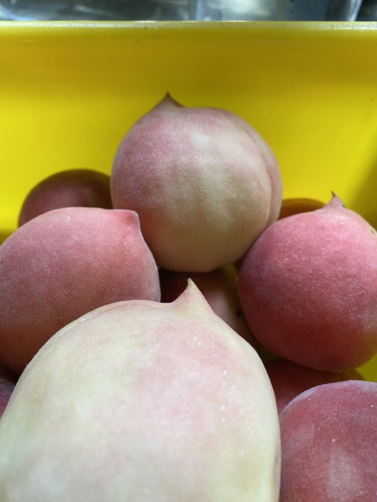 Help with peach ID - General Fruit Growing - Growing Fruit