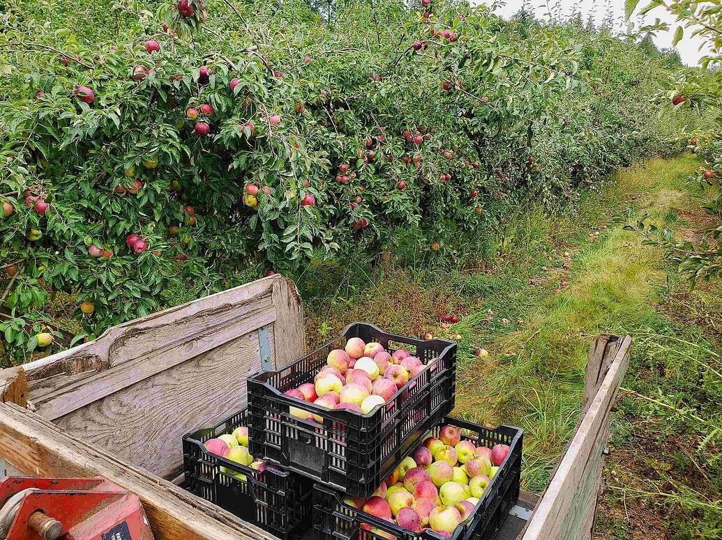 Williams Pride Apple Ripen Date - General Fruit Growing - Growing Fruit