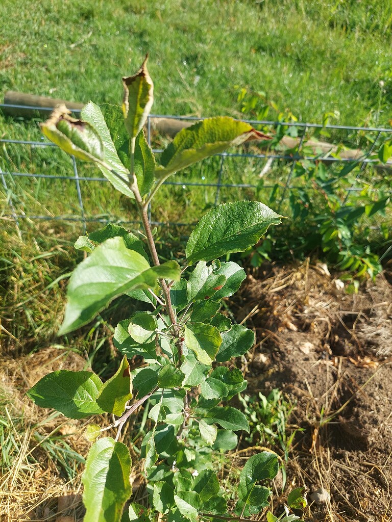 Apple disease identification request ️ - General Fruit Growing ...