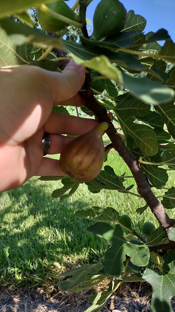 Figs 2025 - General Fruit Growing - Growing Fruit