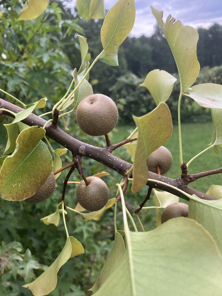 Found pear seedling ID - General Fruit Growing - Growing Fruit