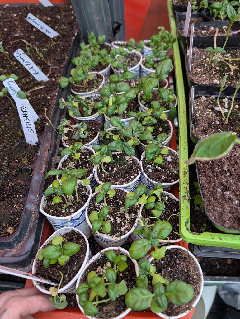 Who's growing herbs for 2026 - General Gardening - Growing Fruit