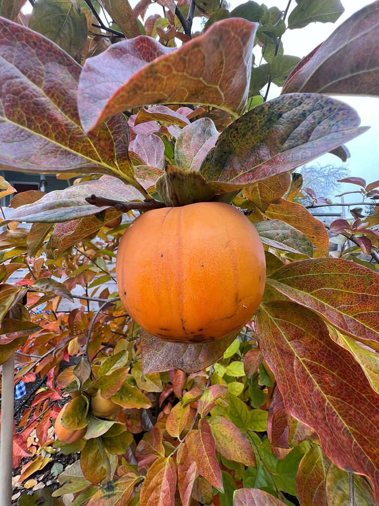 Persimmons Identification and Hybrid Features - General Fruit Growing ...