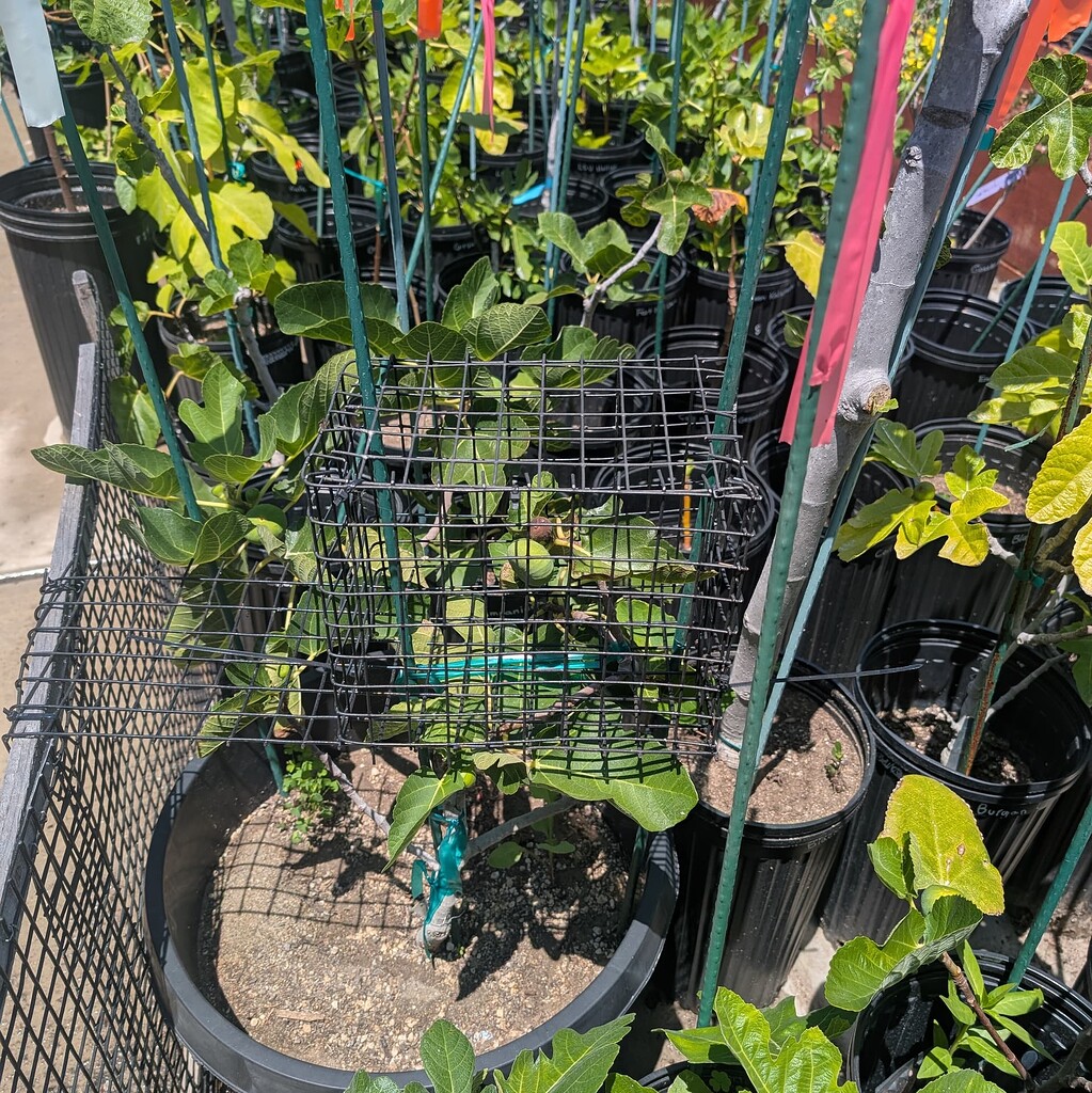 Individual fruit cages - General Fruit Growing - Growing Fruit