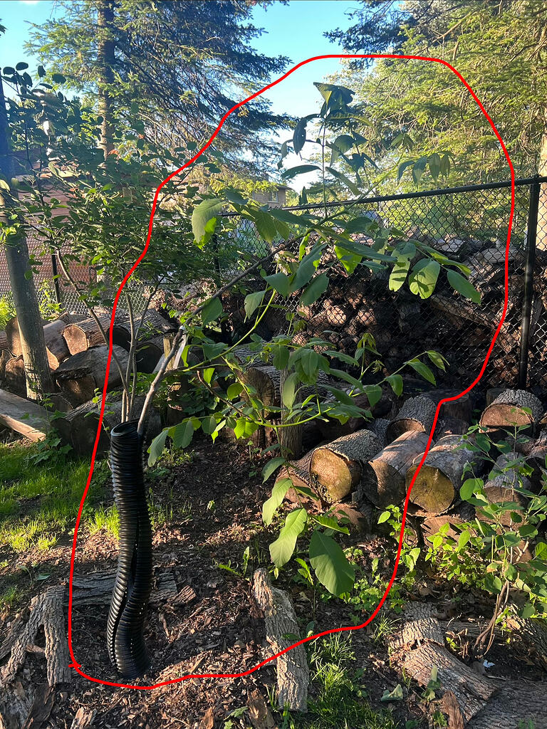 Walnut tree leaning (zone 5b) - should I correct it and how? - General ...