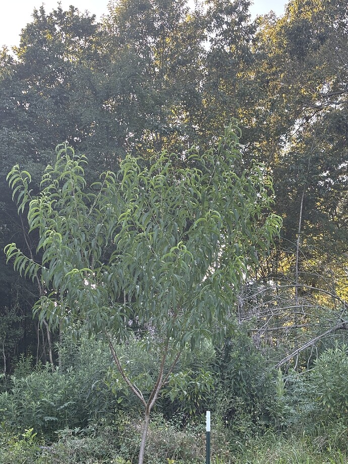 What Happened to My Peach Tree - General Fruit Growing - Growing Fruit