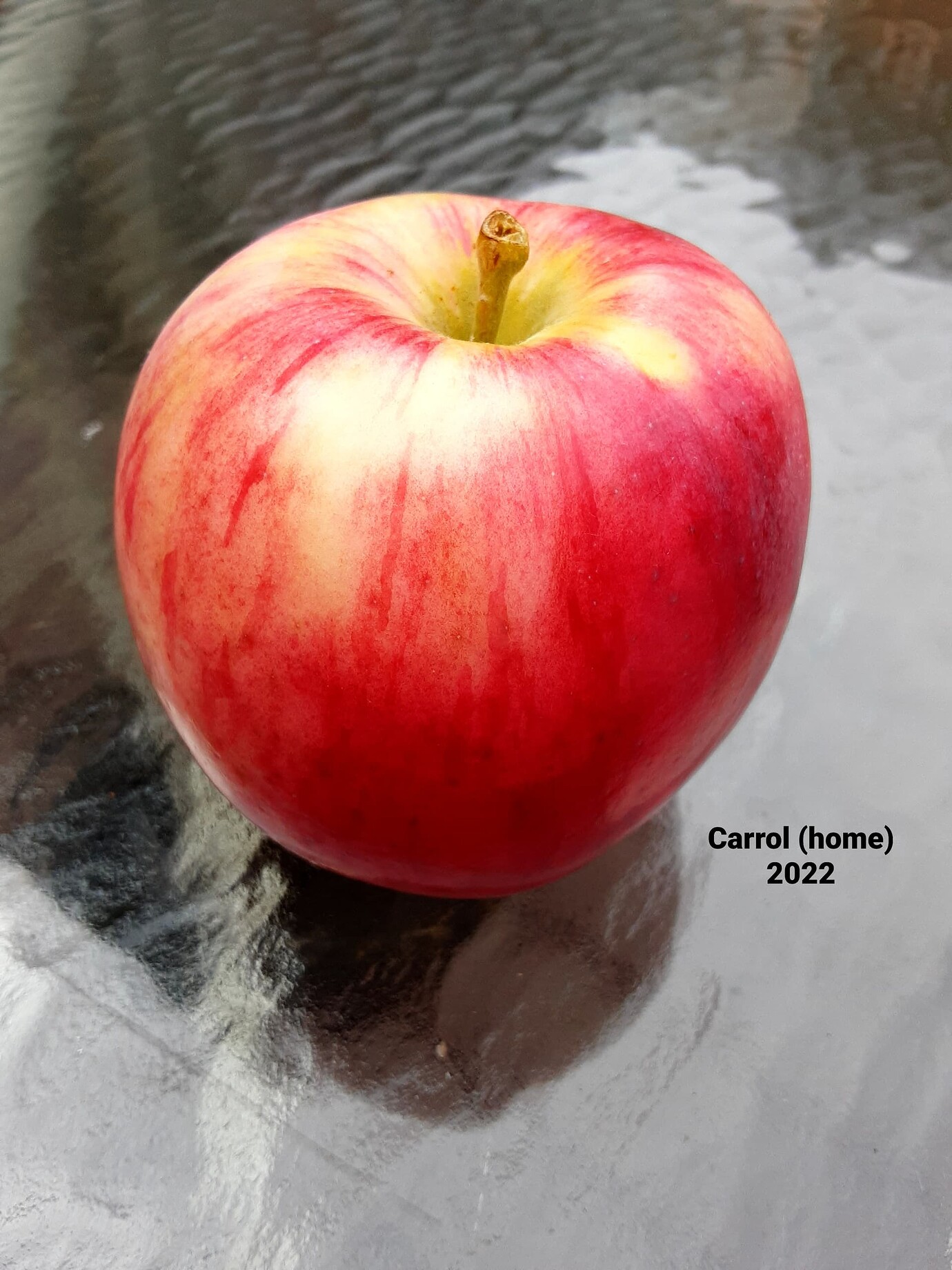 Carroll Apple - General Fruit Growing - Growing Fruit