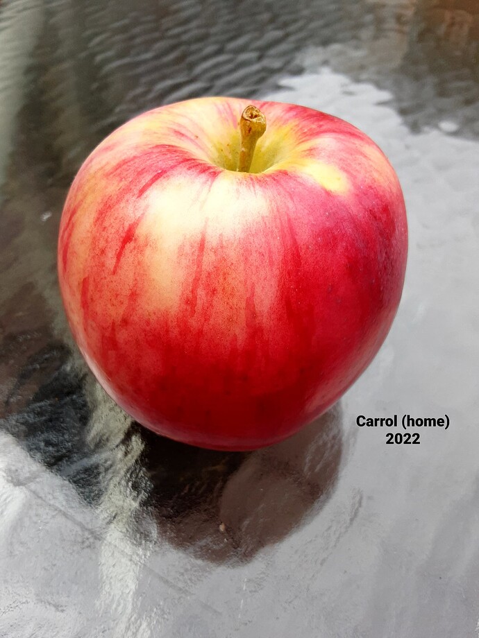 Carroll Apple - General Fruit Growing - Growing Fruit