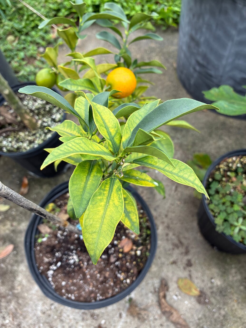 Is this Magnesium deficiency in citrus tree? - General Fruit Growing ...