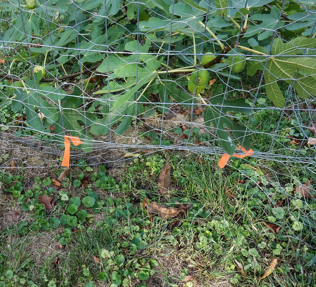 Examples of small animals pushing under chicken wire - General Fruit ...