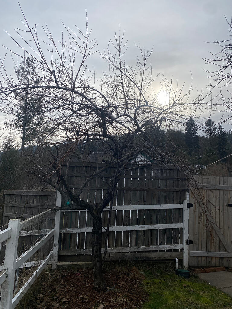 Help getting peach tree back on track in PNW zone 7 - General Fruit ...