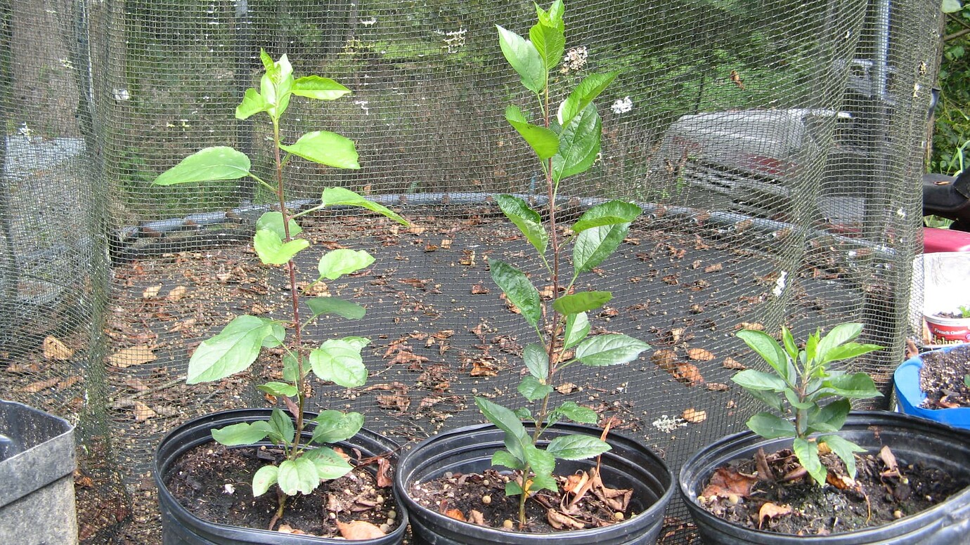 Seedling juvenile stage - General Fruit Growing - Growing Fruit