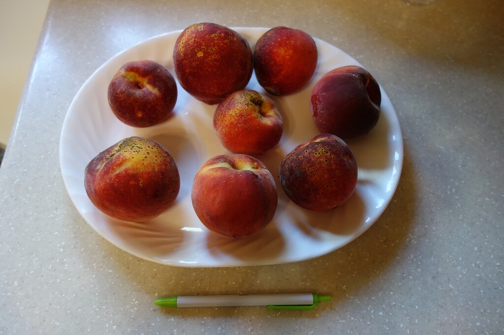 Contender peach produced this season when the other 8 peach varieties ...