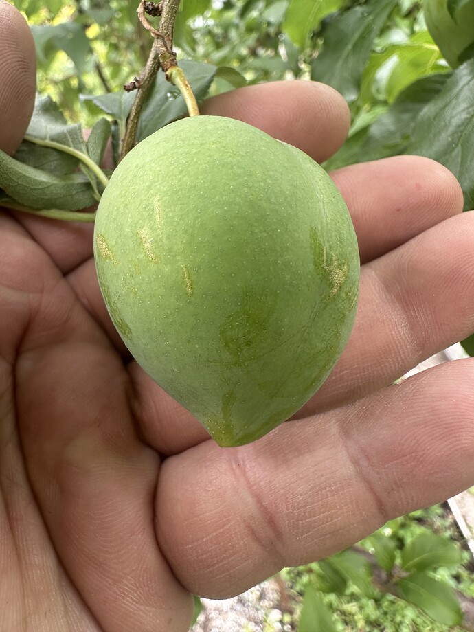 ID for this Pluerry - General Fruit Growing - Growing Fruit