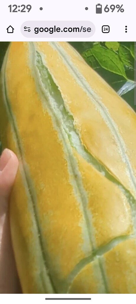 I crossed a Vietnamese stripe melon aka Thai musk melon with a ...