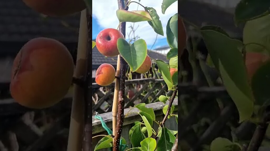 Reddy Robin Asian Pear aka PremP109 - General Fruit Growing - Growing Fruit