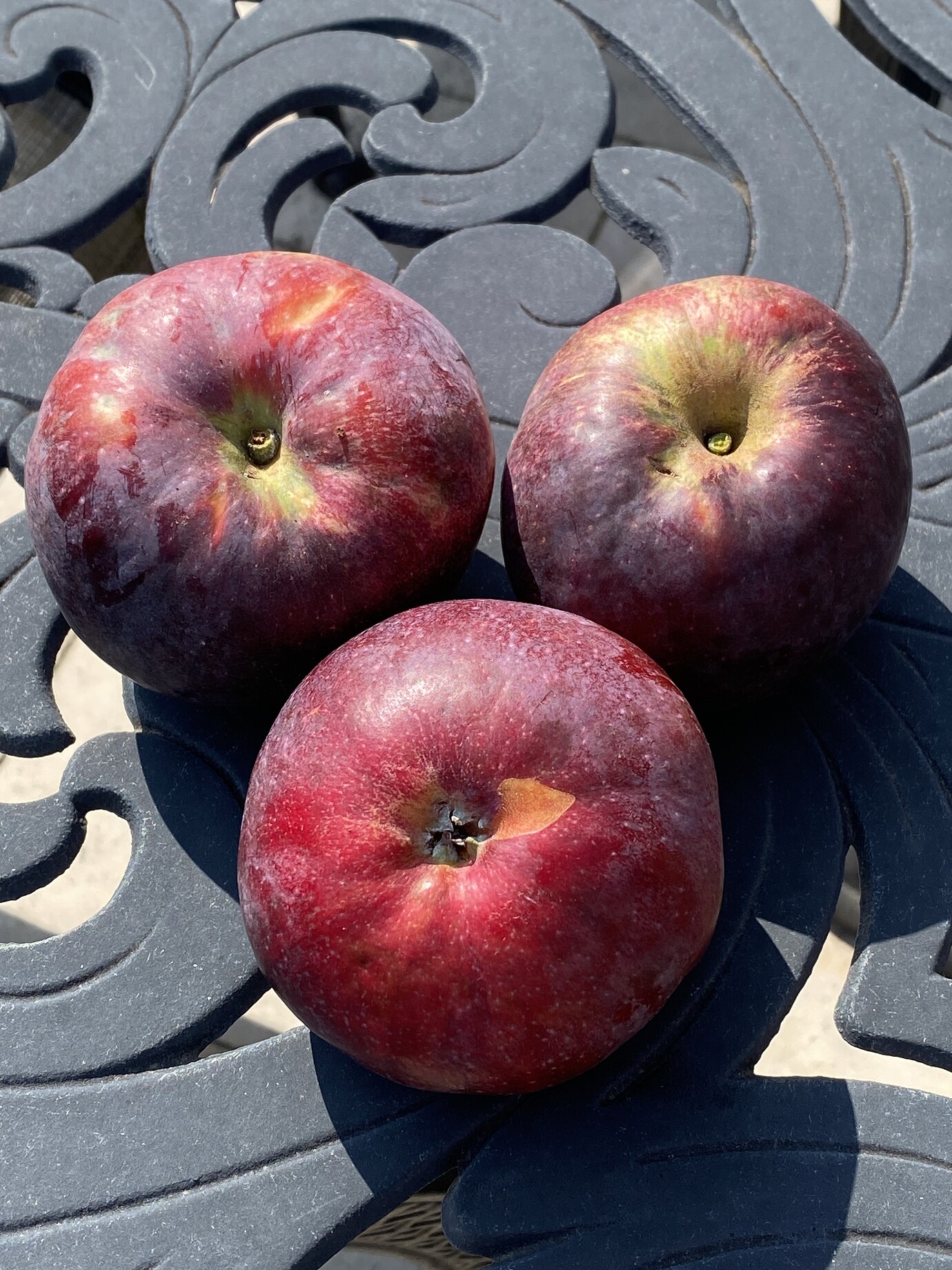 Williams Pride Apple Ripen Date - General Fruit Growing - Growing Fruit