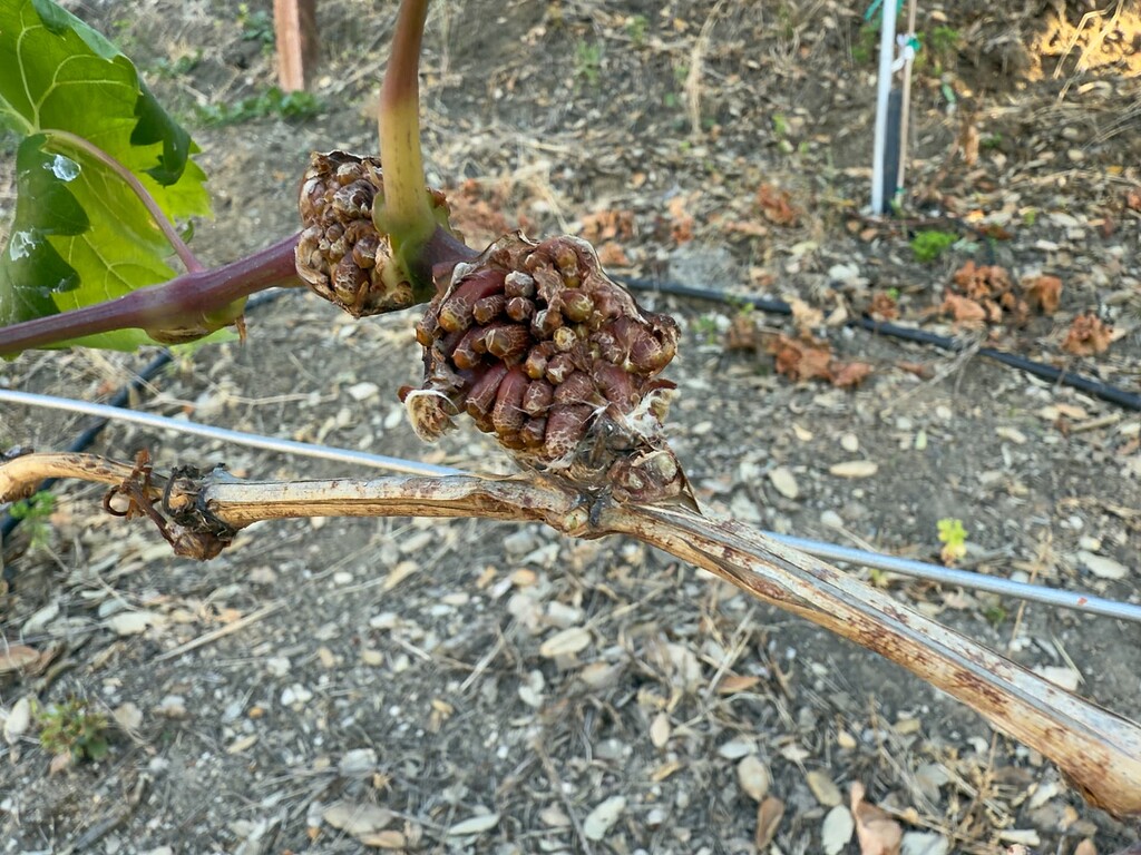 Strange looking grape vine - General Fruit Growing - Growing Fruit