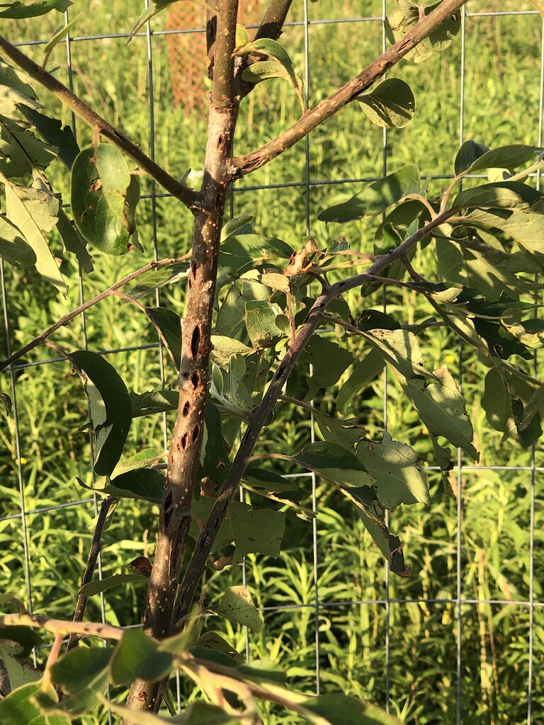 Damage on persimmon trunks and branches - General Fruit Growing ...