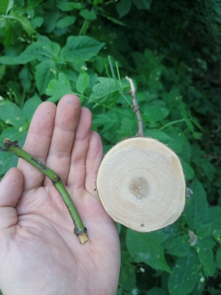 Grafting Japanese Maple on Box Elder - Acer Palmatum on Acer Negundo ...