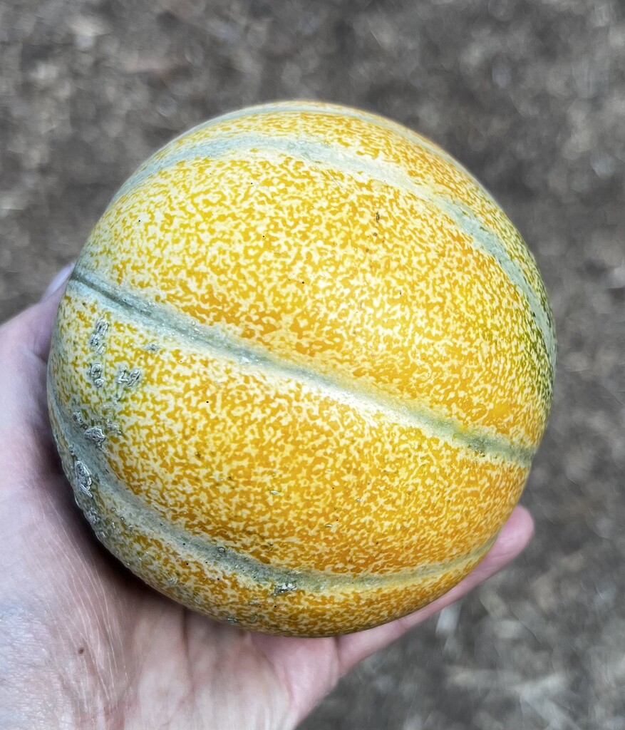 Petit Gris de Rennes Melon - General Fruit Growing - Growing Fruit