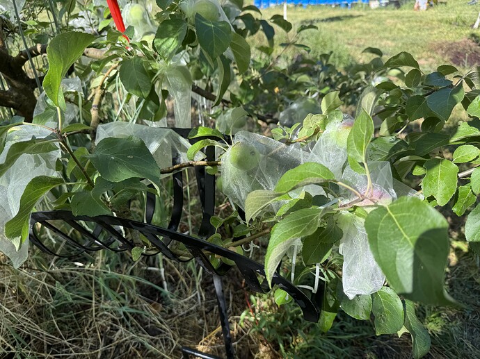 Training Yellow Bellflower apple variety? - General Fruit Growing ...