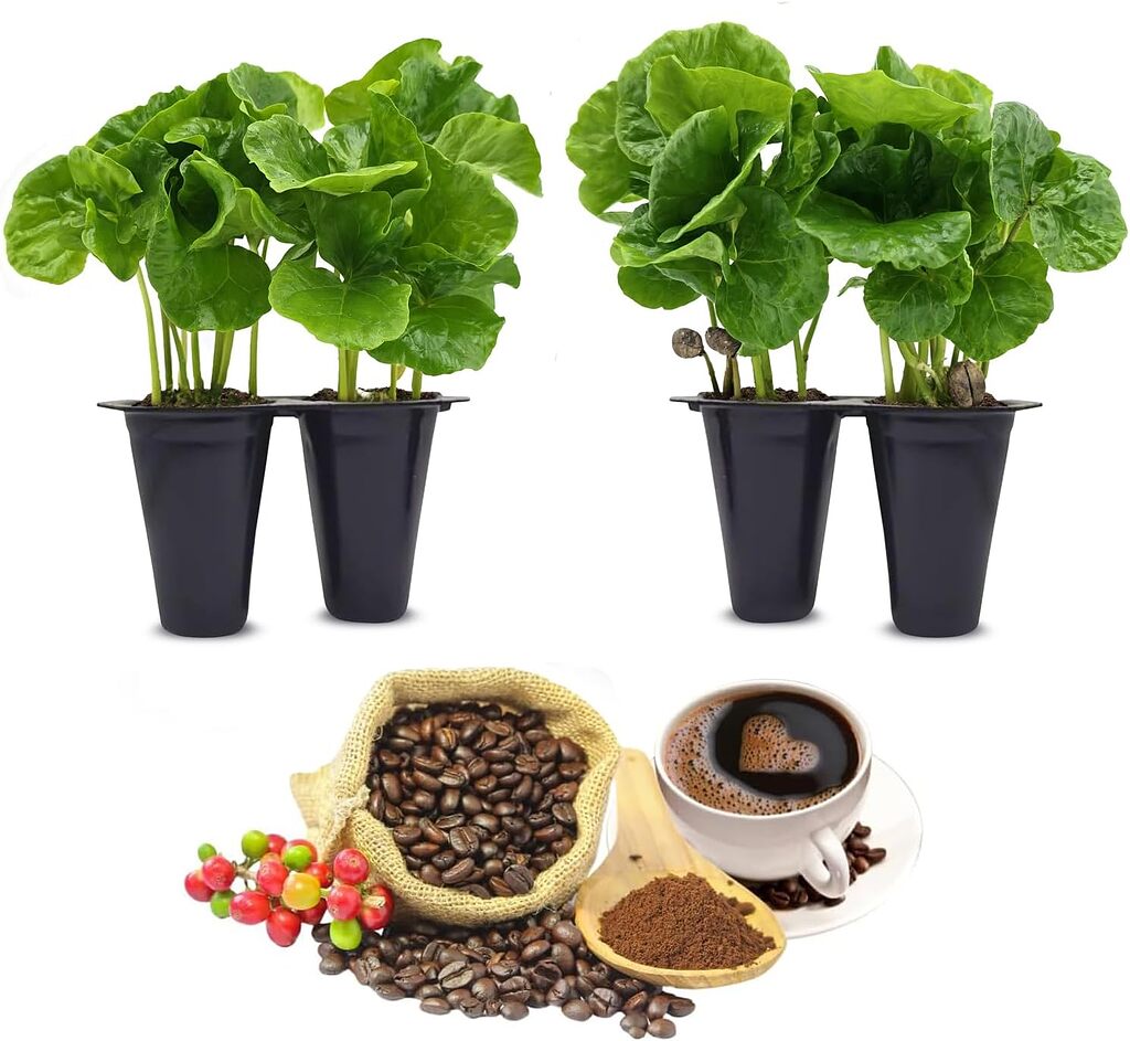 Anyone Growing Coffee? - General Fruit Growing - Growing Fruit